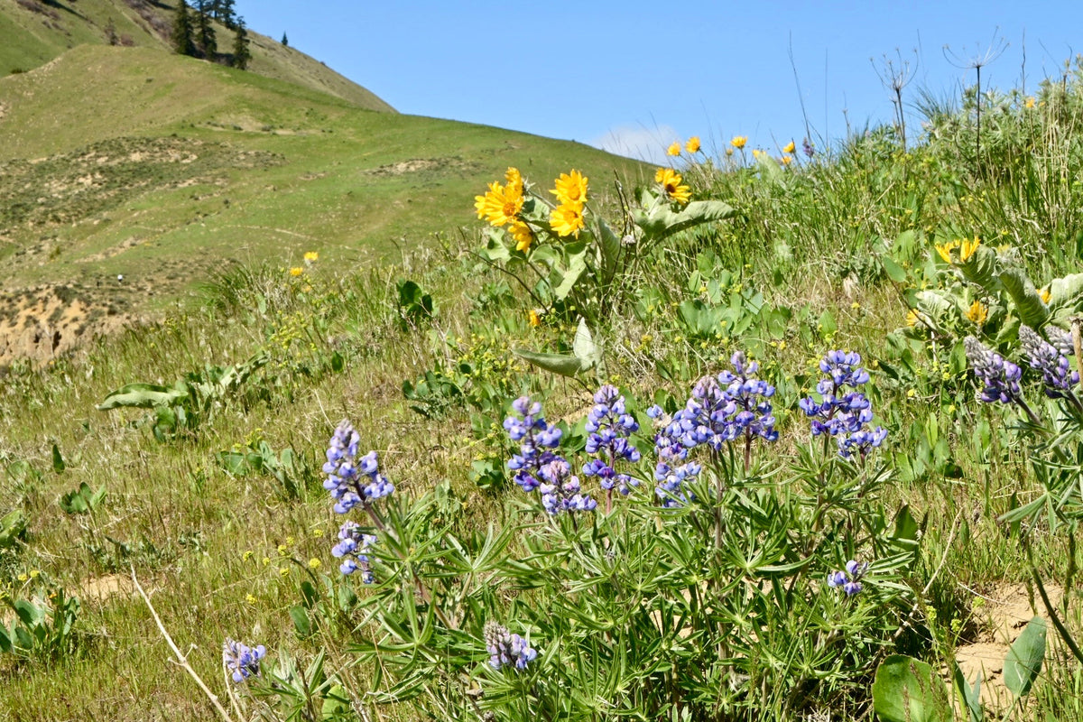 Where to Find Wildflowers in the PNW: Best Hiking Trails for Wildflower ...